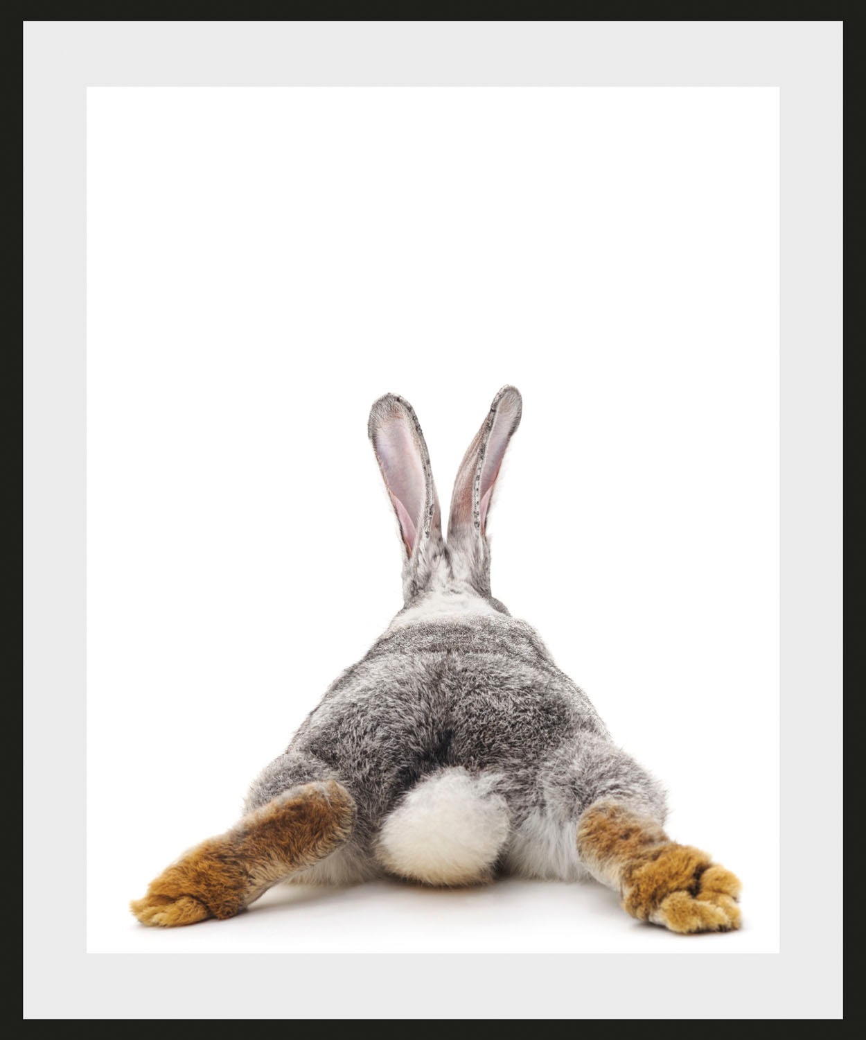 queence Bild »Bunny Tail«, Hase-Hasen-Humor-Haustiere-Foto, (1 St.), HD Premium Poster-Druck ...
