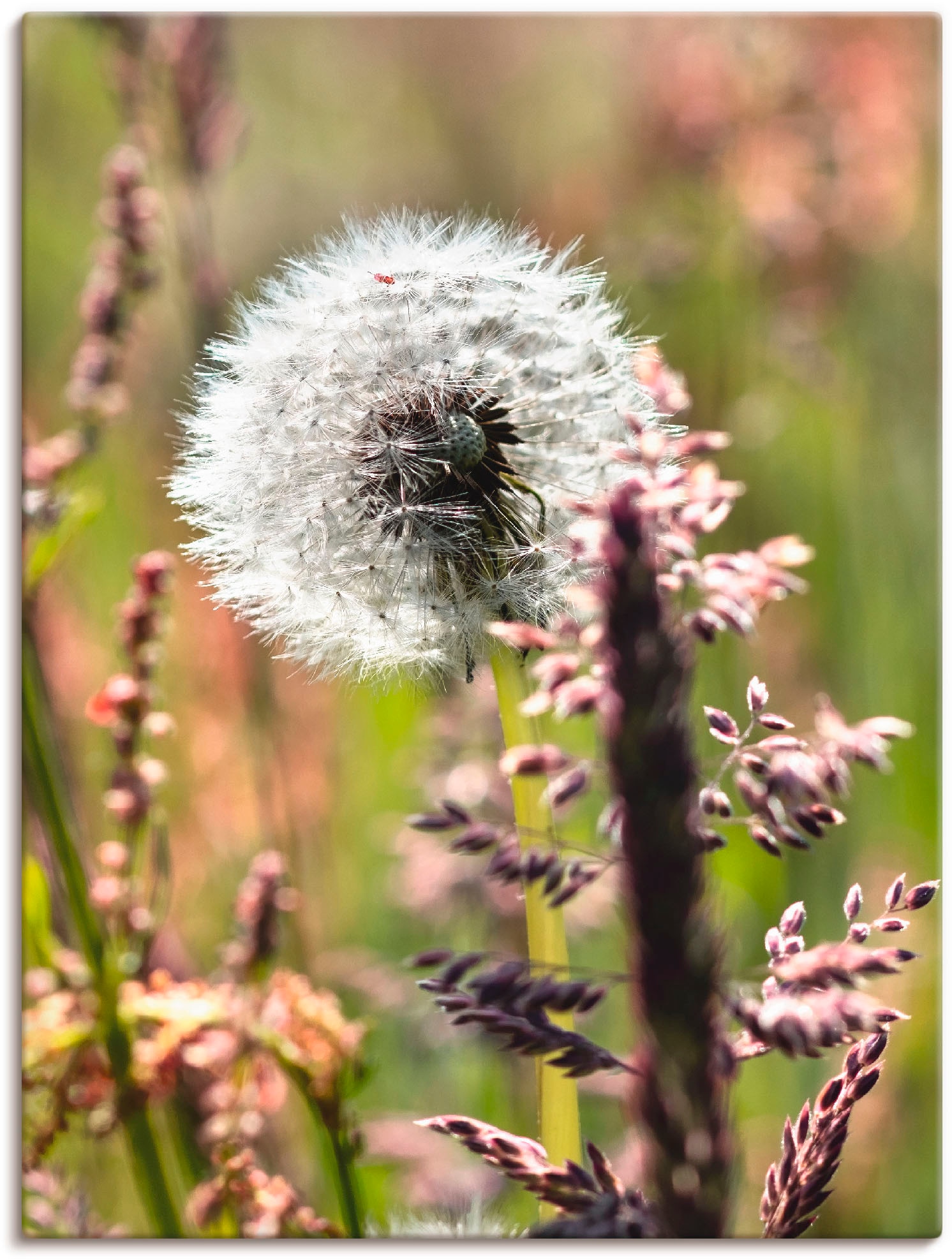 Artland Leinwandbild »Pusteblume III« Blumen 1 Stk. tlg. auf Holzrahmen ...